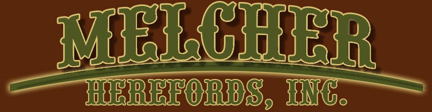 Melcher Herefords